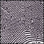 Fingerprint Identification: Principles and Patterns - Handwriting Expert